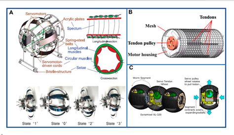 figure 1 from actuation and design innovations in earthworm inspired