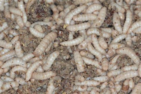 Nerubian Chitin Farming