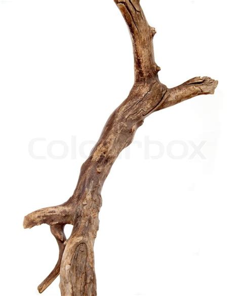 Dry Tree Branch Isolated Over White Stock Image Colourbox