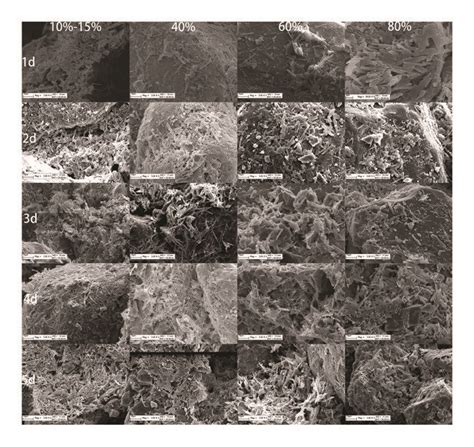 Microstructure Characterization And Development Features Of The Download Scientific Diagram