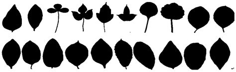plant classification method based on sparse expression dictionary