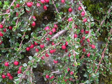 Cotoneaster Eflora Of India