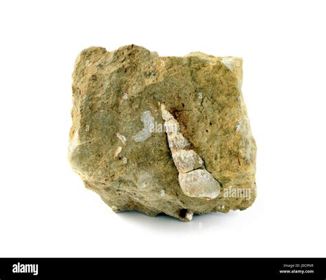 Limestone Fossils Cut Out Stock Images And Pictures Alamy