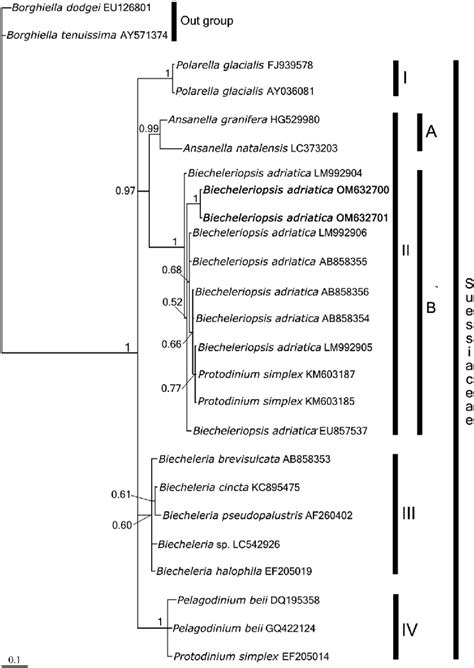 bayesian topology based on lsu rdna sequence data from species of the