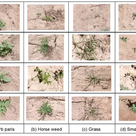 visuals of various crops collected in the dataset each column contains