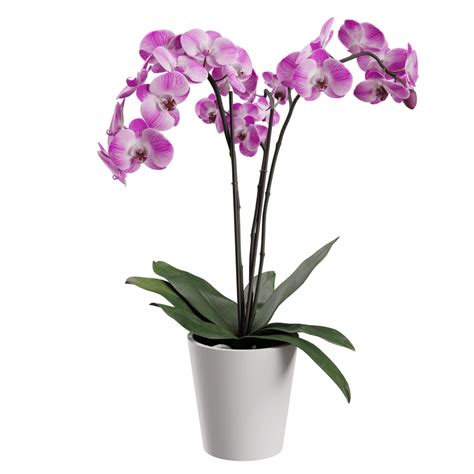 Orchid Plant Model Pink Poliigon