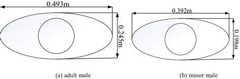 Ellipse Projection Of Human Body A Adult Male B Minor Male