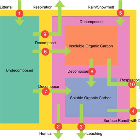 Schematic Diagram Of The Modeled Pools Square Boxes And Fluxes
