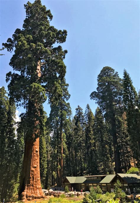 Sequoia National Park Is A Journey For The Heart And Soul