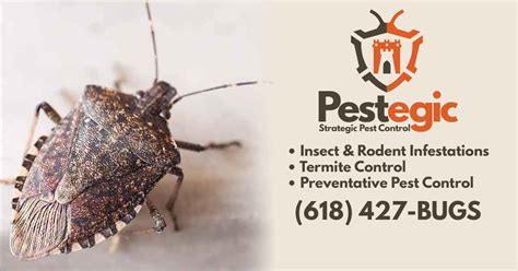 Stink Bug Control Everything You Need To Know Pestegic Strategic Pest Control