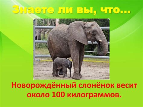 Удивительные факты о животных презентация онлайн
