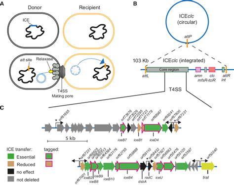 The Iceclc Lifestyle A Schematic Representation Of Iceclc Transfer