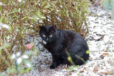 Katerchen Ein Harter Bursche Heilbronn