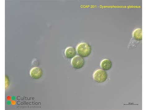 Dysmorphococcus Globosus