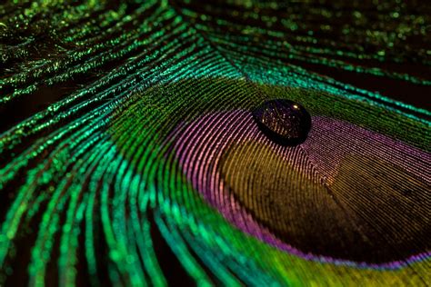 Reproducibility In Computational Analysis By Sage Bionetworks Caos