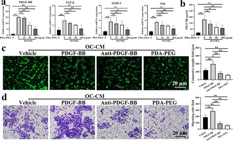 Pda Peg Nps Inhibits Osteoclast Related Angiogenesis A Expressions Of