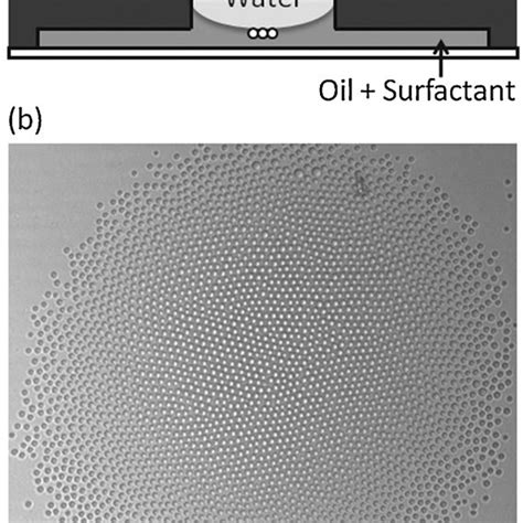 Schematic Representation Of The Transversal View Of The Sample Cell