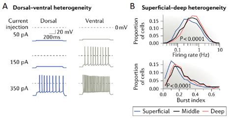 3 Heterogeneity Within The Rat Ca1 Pyramidal Cell Type A Showing Download Scientific Diagram