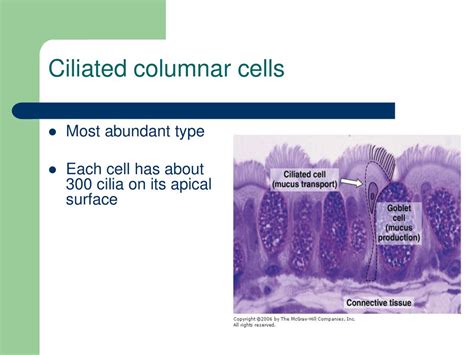 The Respiratory System Ppt Download