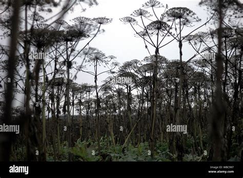 Dangerous Invasive Plant Parsnip Sosnowski Gwowing In Large Groups That Form Bushes And Forests Dangerous Invasive Plant Parsnip Sosnowski Gwowing In Large Groups That Form Bushes And Forests
