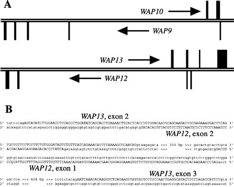 Overlapping Genes A Schematic Drawing That Shows Overlapping Genes
