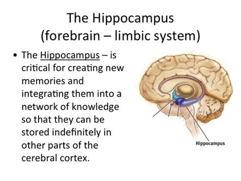 Neuroscience Flashcards Quizlet 7xwqz27sw8zvqqvlils5hw Png
