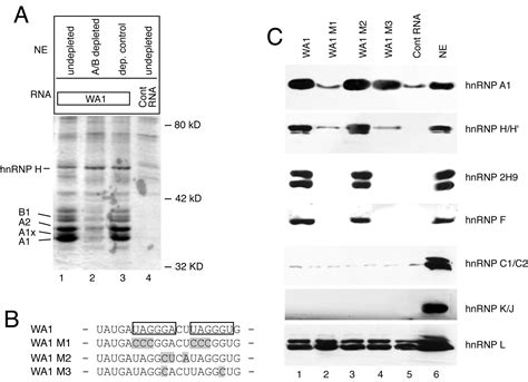 Determination Of The Rna Binding Specificity Of The Heterogeneous Nuclear Ribonucleoprotein