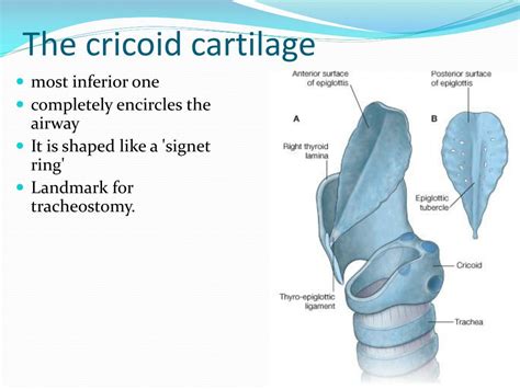 Ppt L Arynx Powerpoint Presentation Free Download Id5370094
