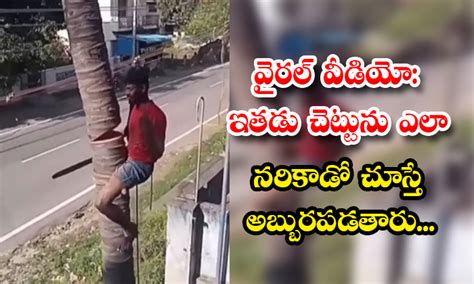 Tree Cutting Technique వైరల్ వీడియో ఇతడు చెట్టును ఎలా నరికాడో చూస్తే అబ్బురపడతారు
