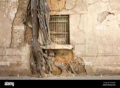 Old Grown Tree Hi Res Stock Photography And Images Alamy