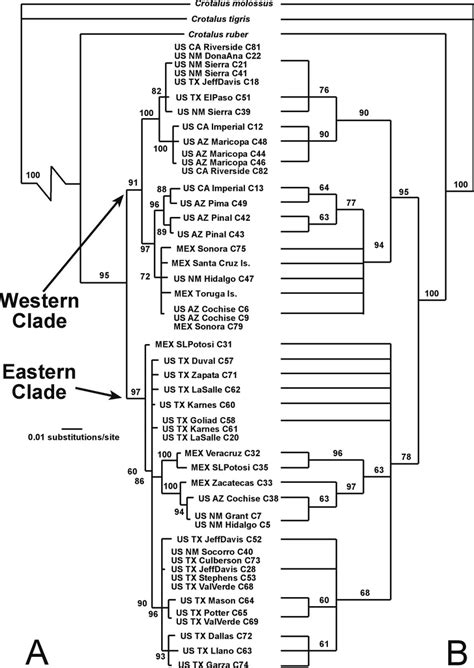 Alternative Hypotheses Of Intraspecific Relationships Within The