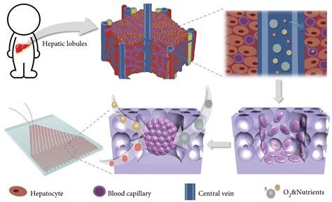Hierarchical Hydrogels With Ordered Micro Nano Structures For Cancer On
