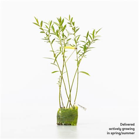 Crack Willow Tree Salix Fragilis For Sale Woodland Trust Woodland