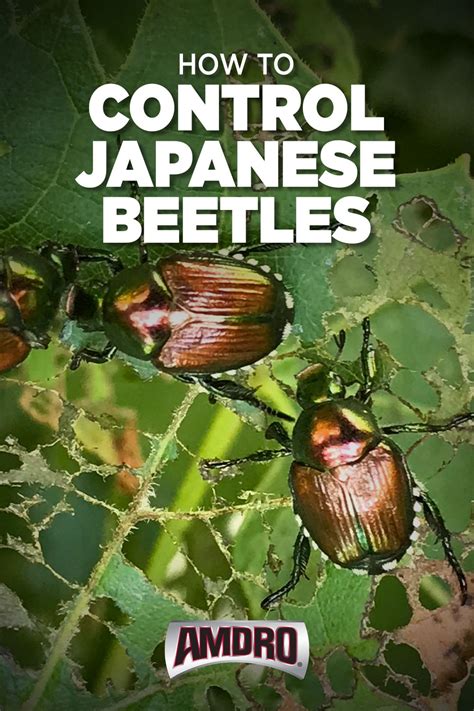 Japanese Beetle Identification And Treatment Tips Artofit