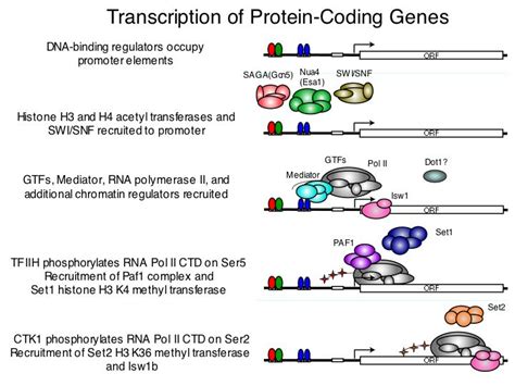 Histone Modification
