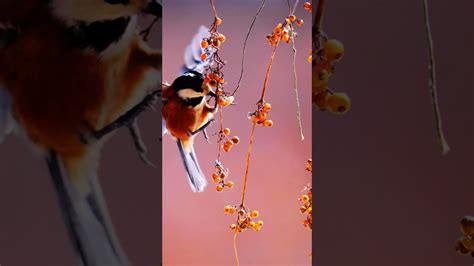 Abu Obayda Shortvideo Islamicshortvideo Islamicvideo Youtube