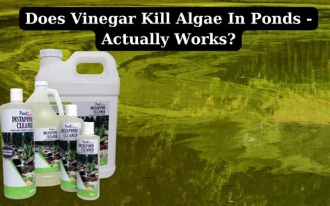 Does Vinegar Kill Algae In Ponds Actually Works Amazing Facts