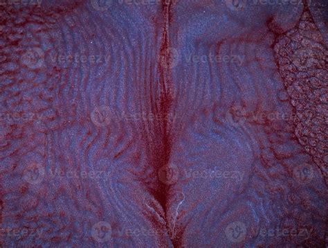 Page 2 Vaginal Stock Photos Images And Backgrounds For Free Download