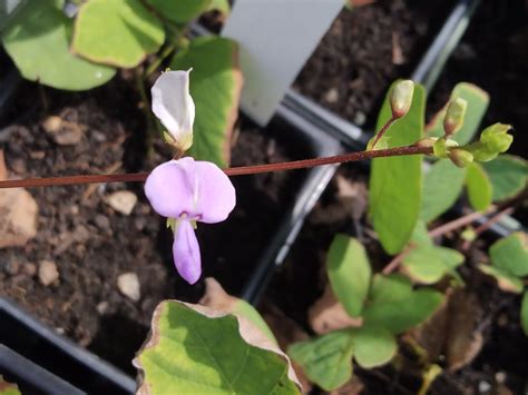 Desmodium Rotundifolium Hummingbird Hill Native Plant Nursery