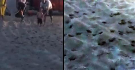 불꽃놀이 보다가 바다거북 수백 마리 길 터주는 사람들