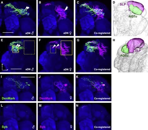 A Sex Specific Switch Between Visual And Olfactory Inputs Underlies