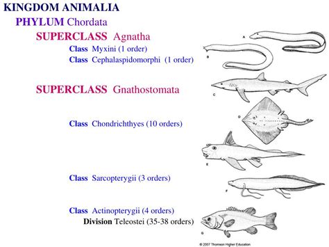 Ppt Fish Taxonomy Powerpoint Presentation Free Download Id6725715