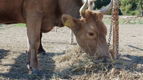 A Chained Cow Eating Hay Forage Stock Video Video Of Ranch Chained 308806553