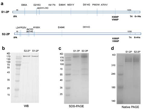 Design Expression And Purification Of S Trimer A Schematic