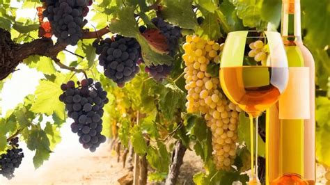 Sauketeso Saqeifo Simgerebis Krebuli Dardimanduli Simgerebi Youtube