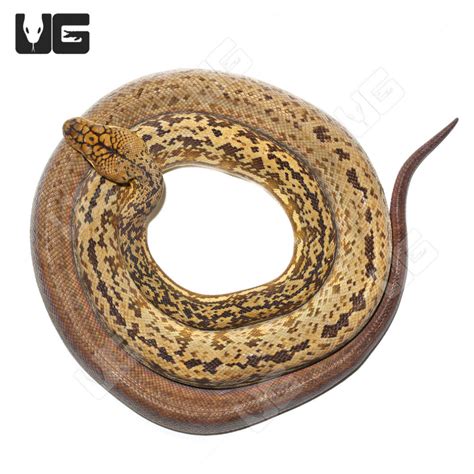 Timor Python Malayopython Timoriensis For Sale Underground Reptiles