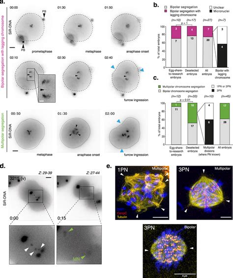 The First Mitosis In Deselected Human Embryos Is Highly Error Prone