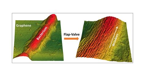 Confined Oriented And Electrically Anisotropic Graphene Wrinkles On Bacteria Acs Nano