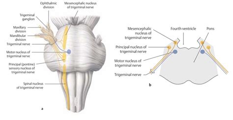 Mesencephalic Nucleus