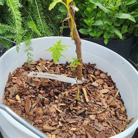 War Chief Bearded Iris Germanica Bare Root Rhizome Etsy